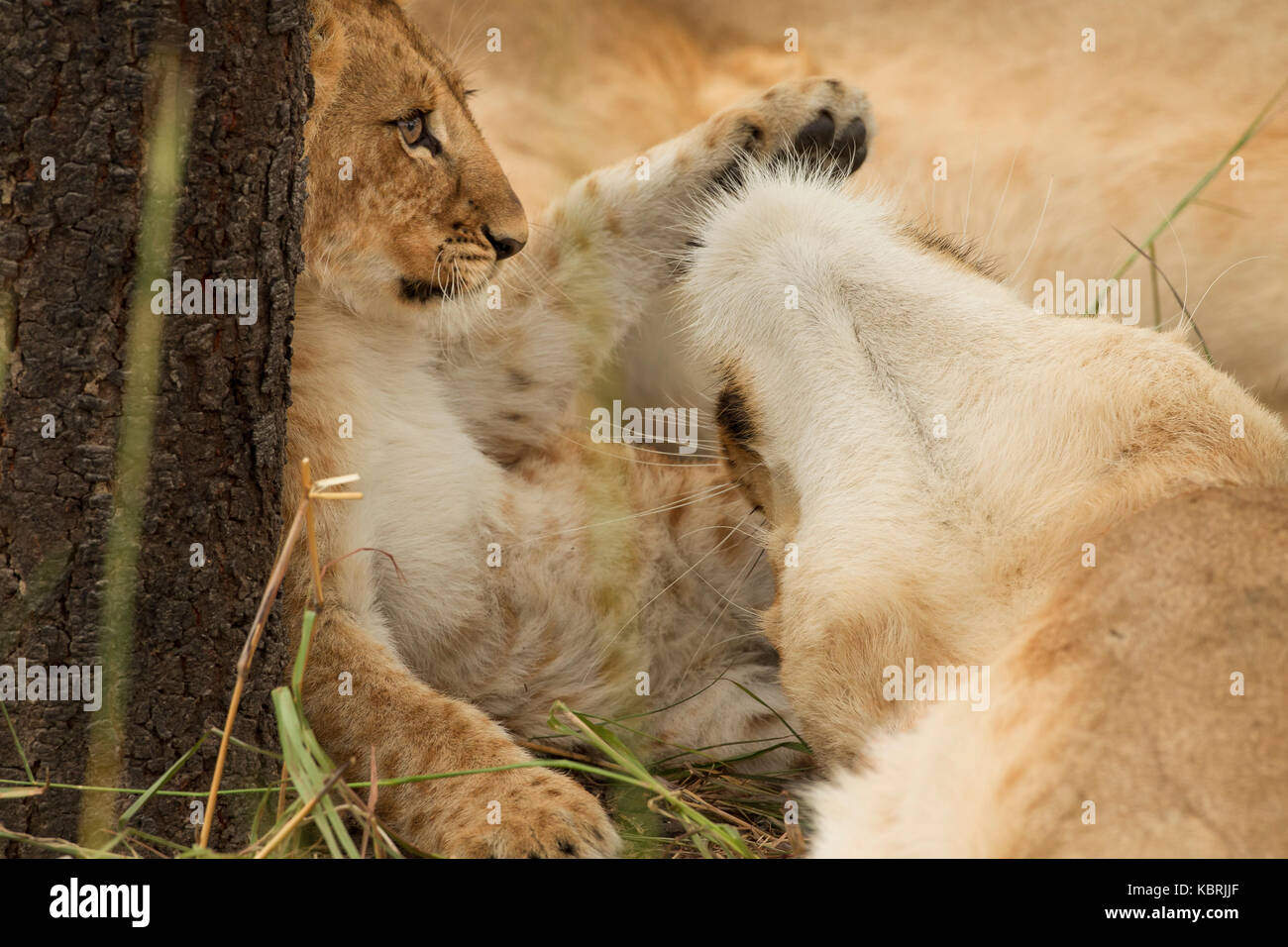 Lions cubs sleeping playing adults Alpha males Stock Photo - Alamy