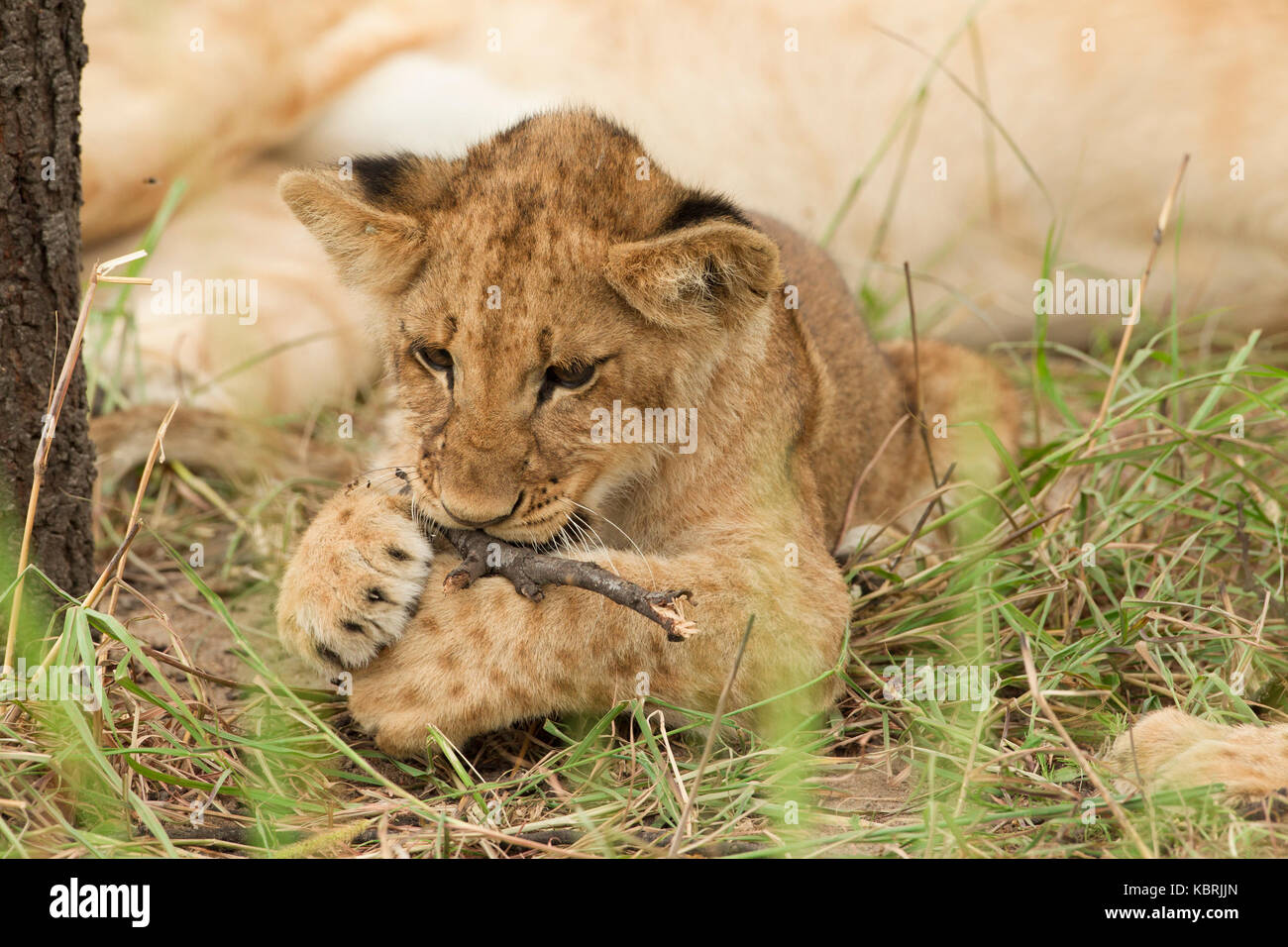 Lions cubs sleeping playing adults Alpha males Stock Photo - Alamy