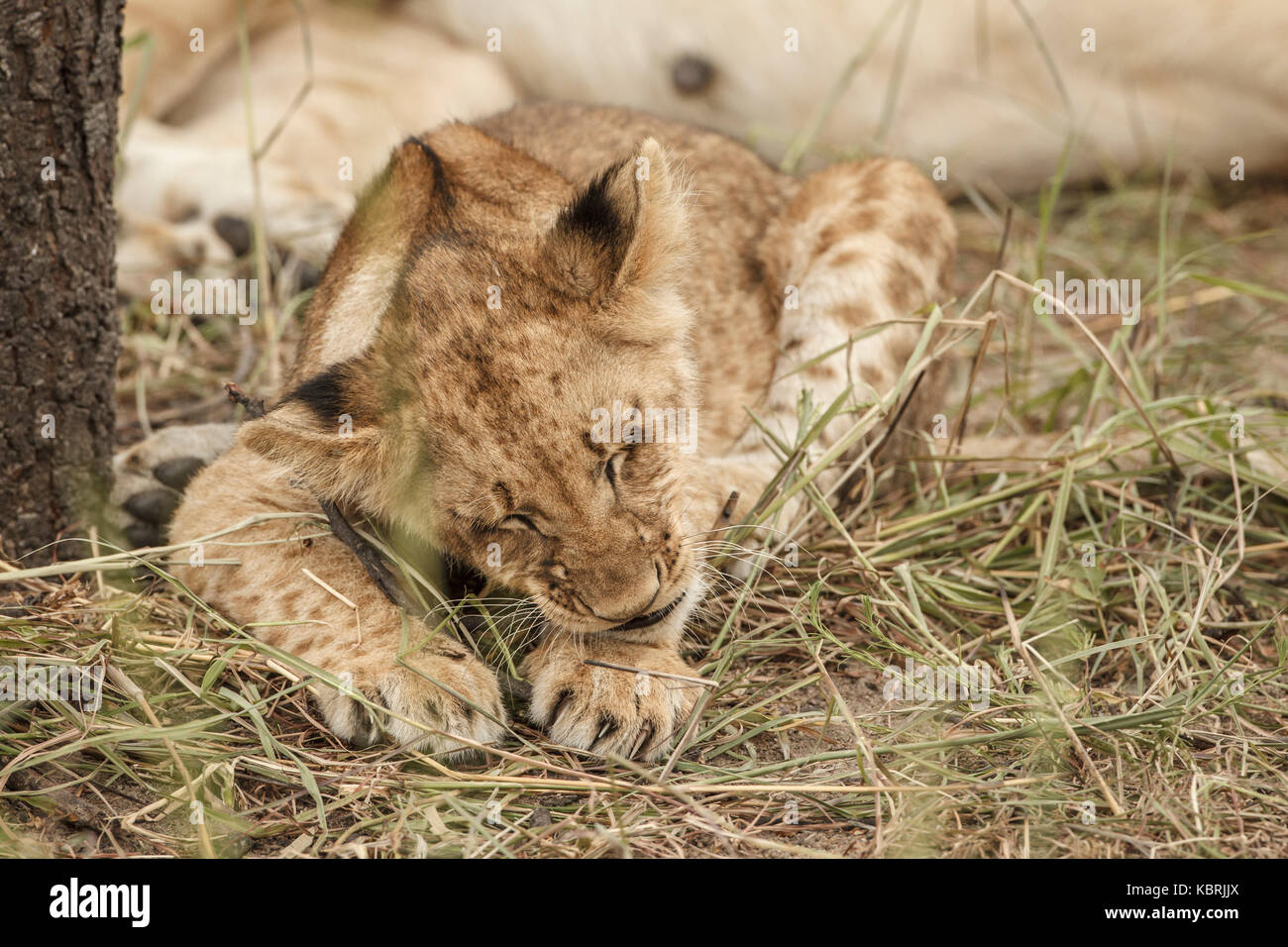 Lions cubs sleeping playing adults Alpha males Stock Photo - Alamy
