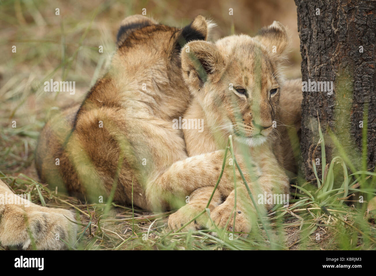2 lion cubs playing fighting and biting Stock Photo - Alamy