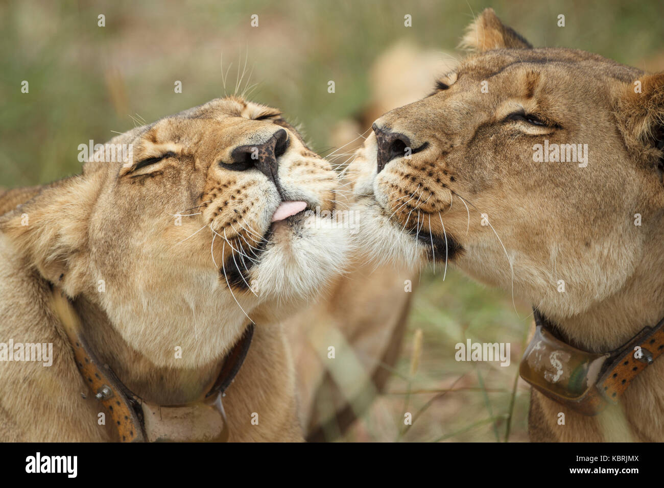 Lions cubs sleeping playing adults Alpha males Stock Photo - Alamy