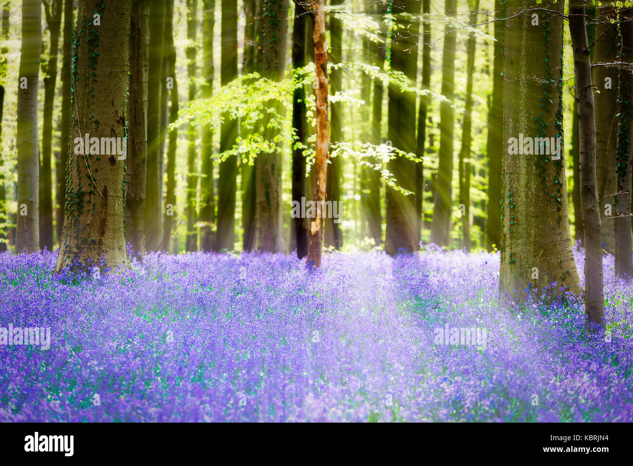Hallerbos, beech forest in Belgium full of blue bells flowers Stock ...