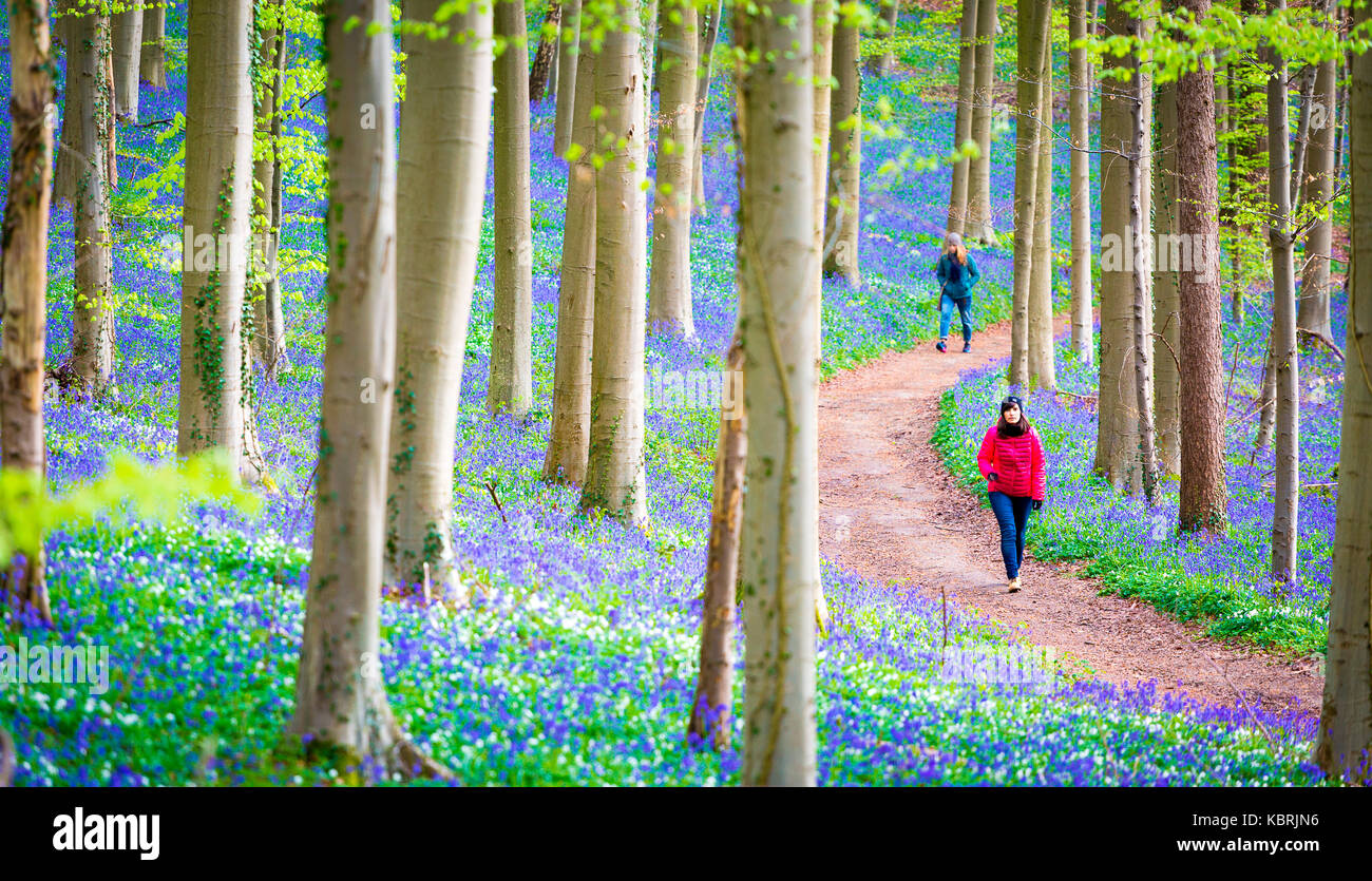 Hallerbos, beech forest in Belgium full of blue bells flowers Stock ...