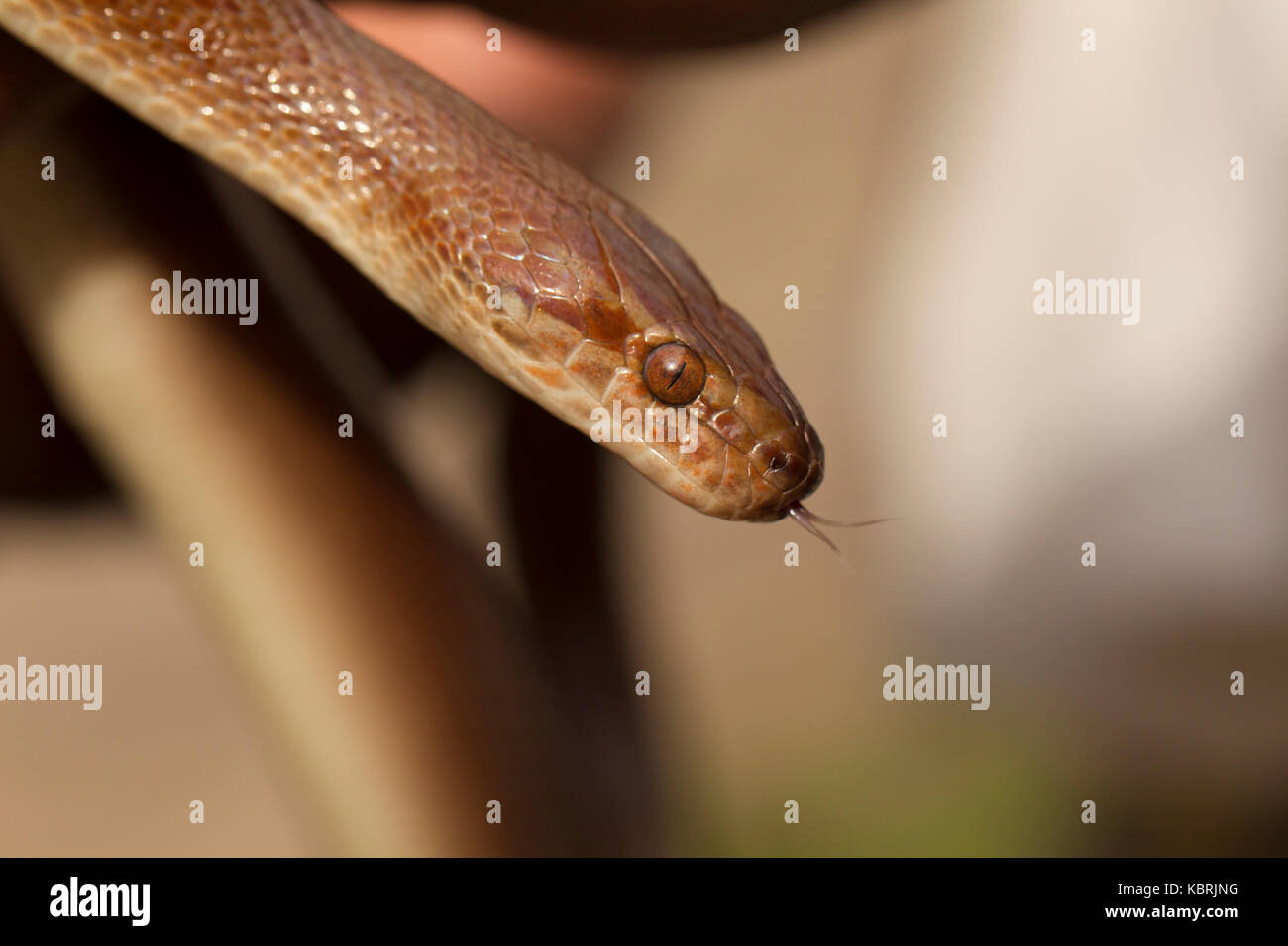 African tree snake hi-res stock photography and images - Alamy