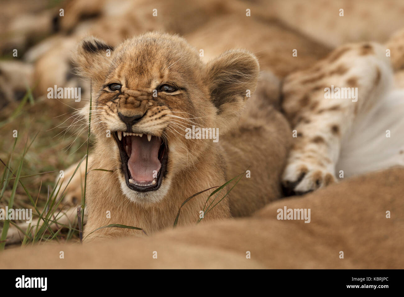 Growling lion close up hi-res stock photography and images - Alamy