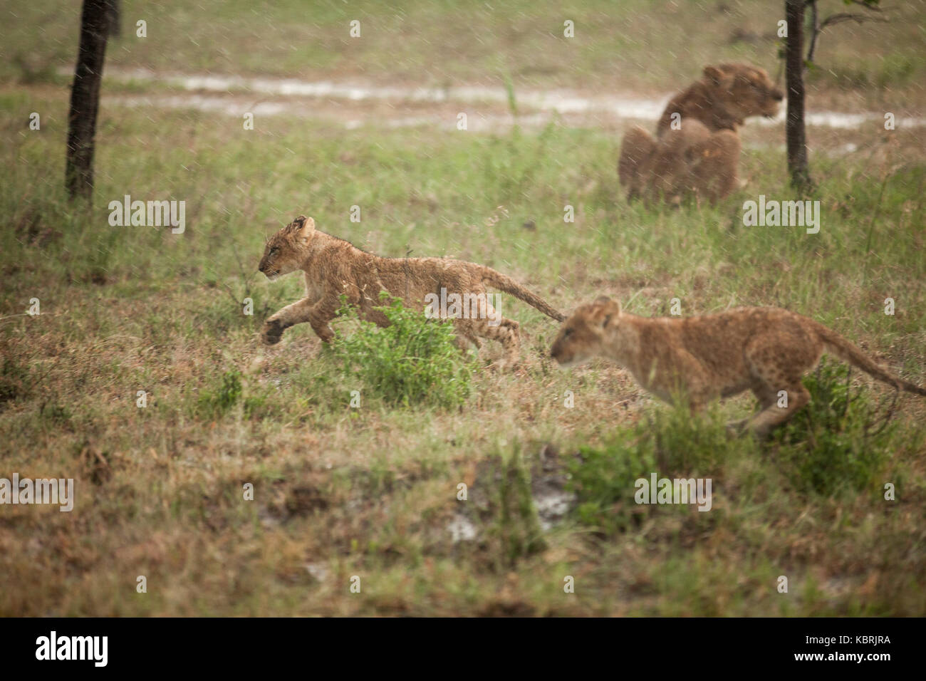 Lioness and cubs in rain hi-res stock photography and images - Alamy