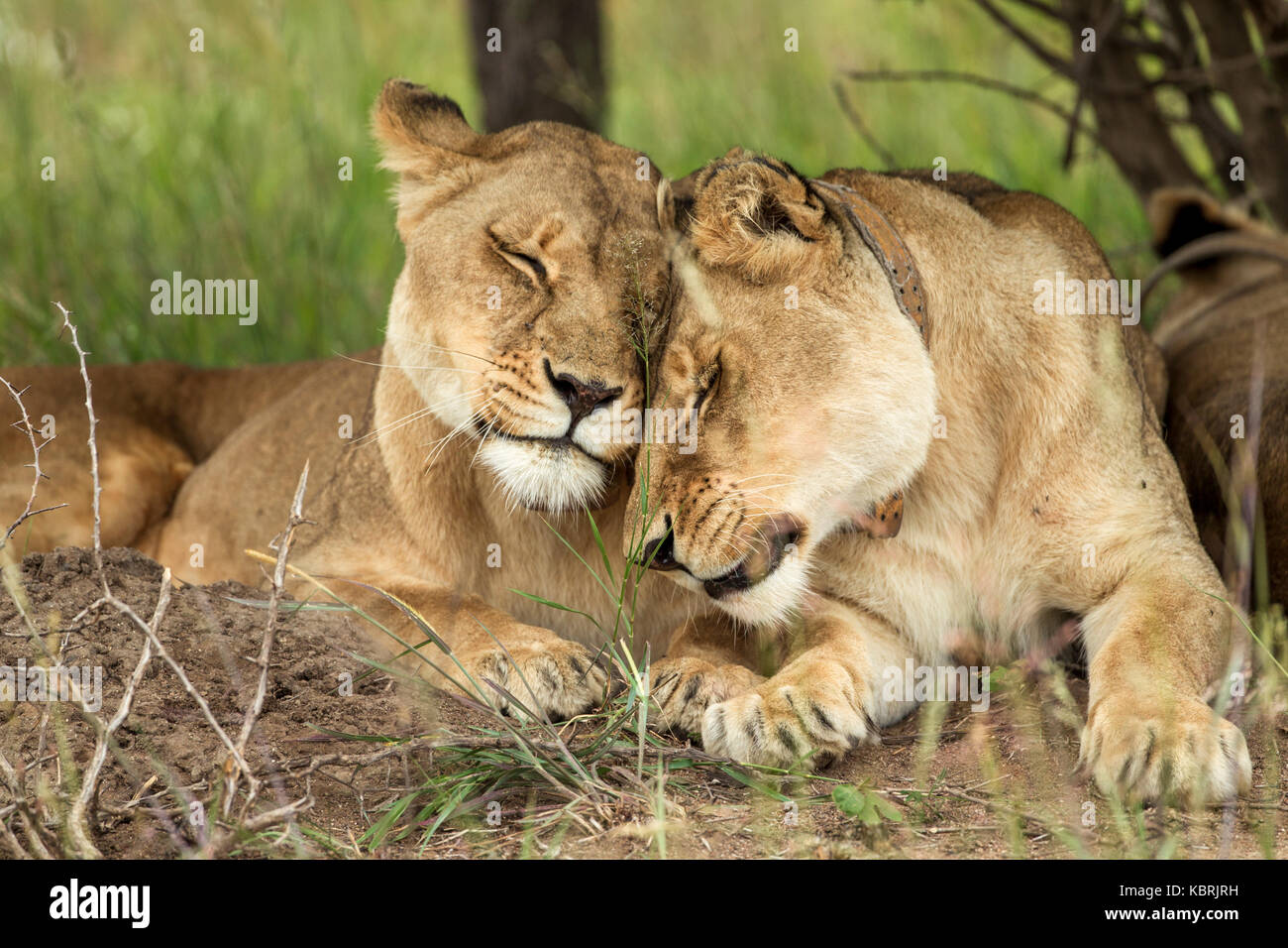 Lioness And Lion Cuddling Lions Snuggle To Bond Together Business