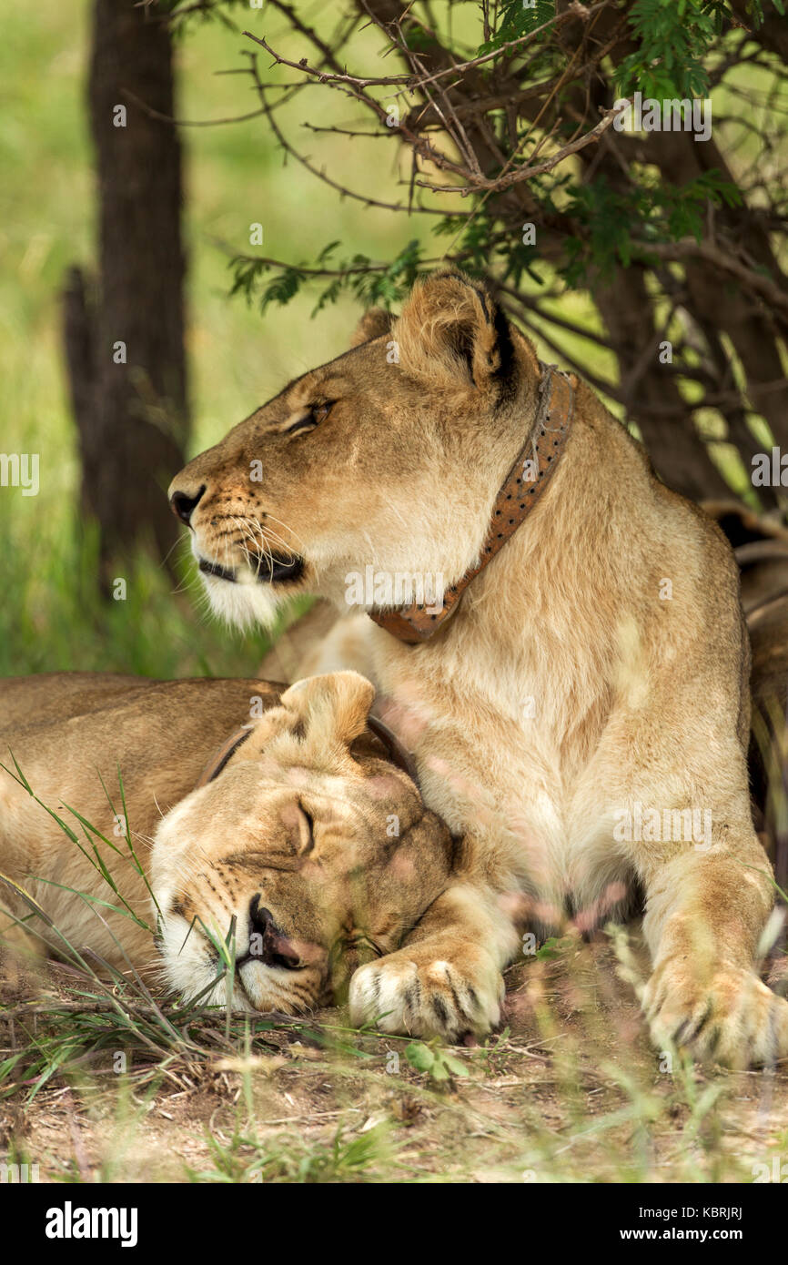 Lion sitting antelope hi-res stock photography and images - Alamy