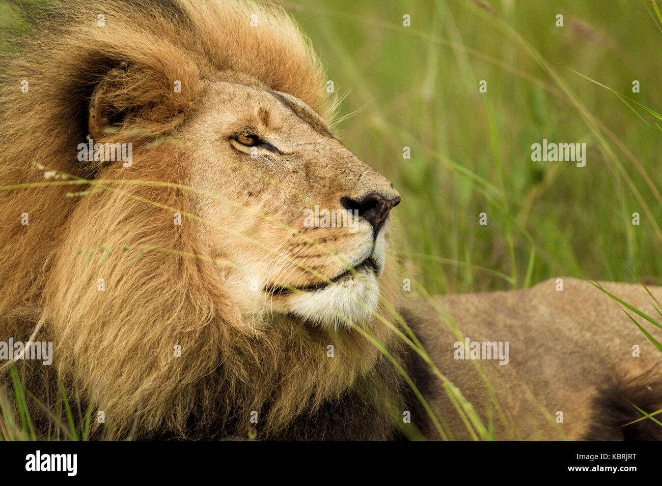 Giant Male Lion Furry With Human