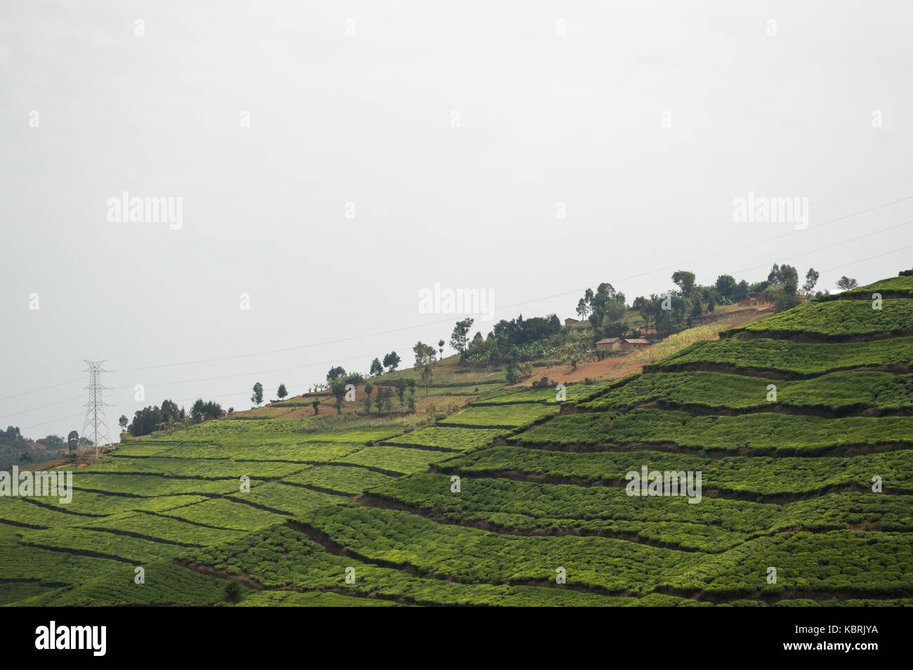 Tea plantations rwanda hi-res stock photography and images - Alamy