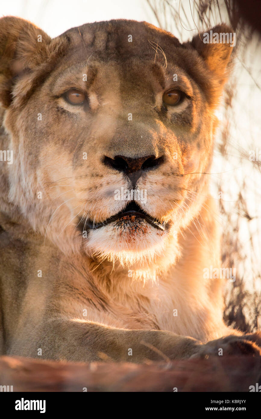 Wild lioness portrait, Kalahari desert, Namibia, Africa Stock Photo - Alamy
