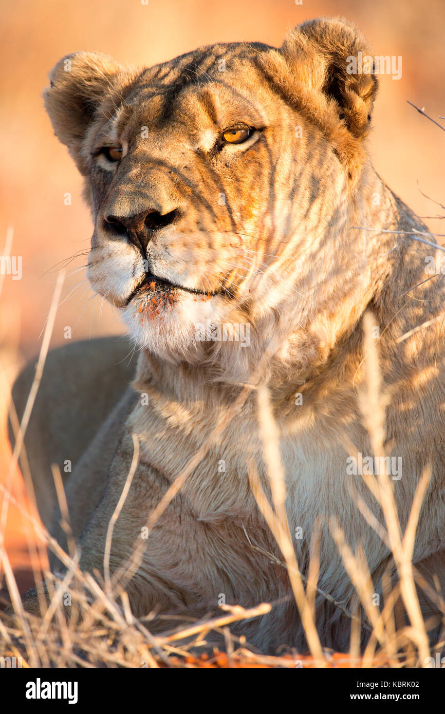 Wild lioness portrait, Kalahari desert, Namibia, Africa Stock Photo - Alamy