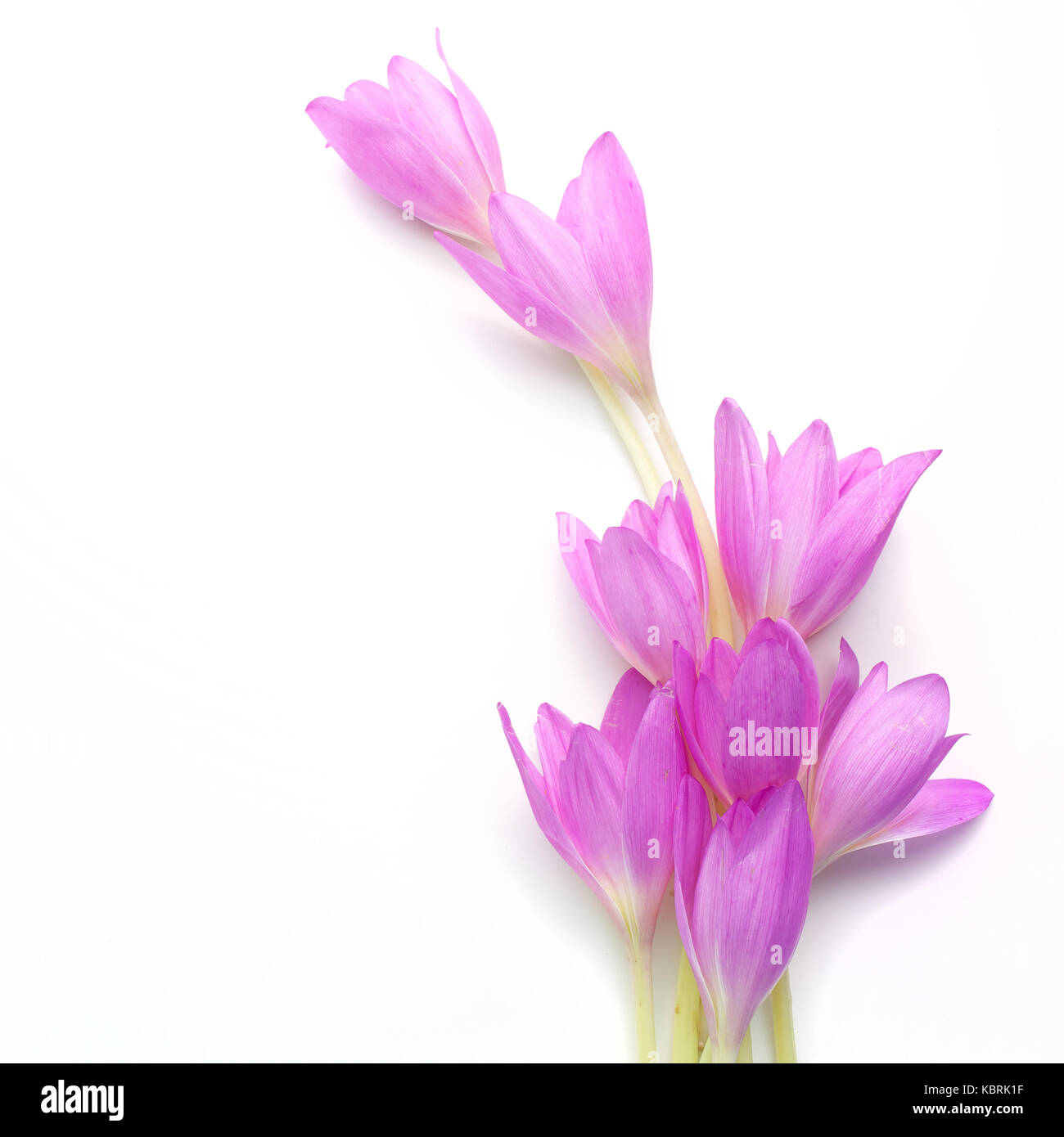 crocus flower over a white background. Top view Stock Photo - Alamy