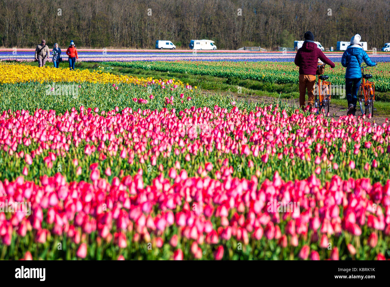 Tulips in Lisse, Netherlands, Europe Stock Photo - Alamy