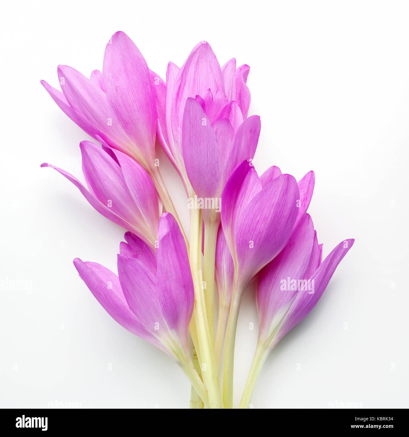 crocus flower over a white background. Top view Stock Photo - Alamy
