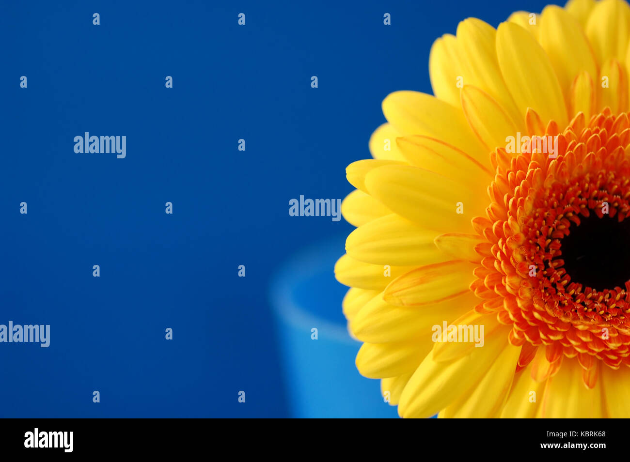 yellow daisy against a blue background Stock Photo - Alamy