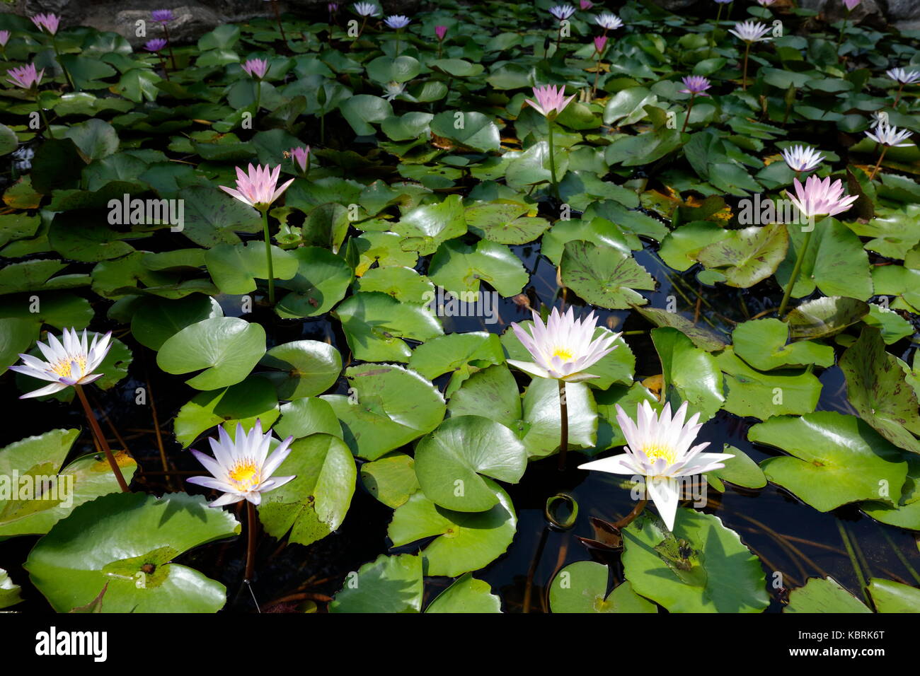 Water snowflake, Indian floating heart Stock Photo - Alamy
