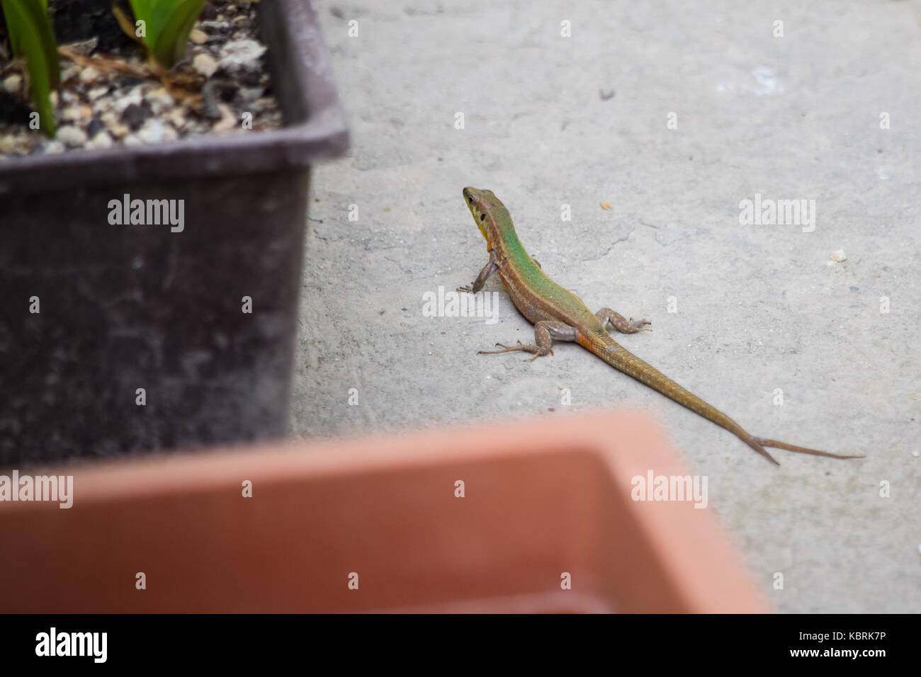 A Maltese Wall Lizard, Podarcis filfolensis, with a forked tail, or two ...