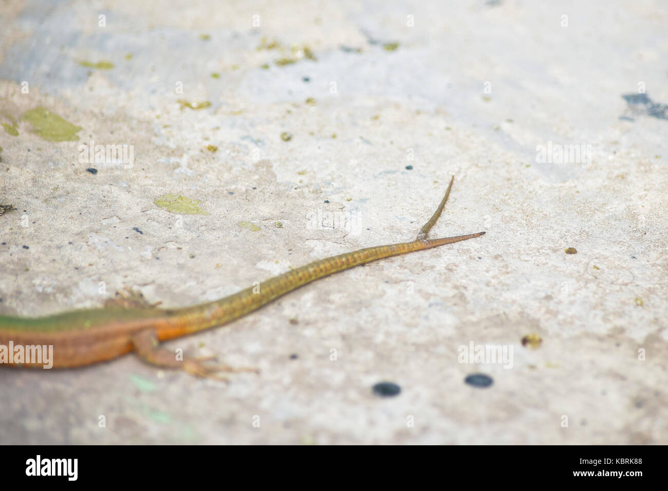 A Maltese Wall Lizard, Podarcis filfolensis, with a forked tail, or two ...