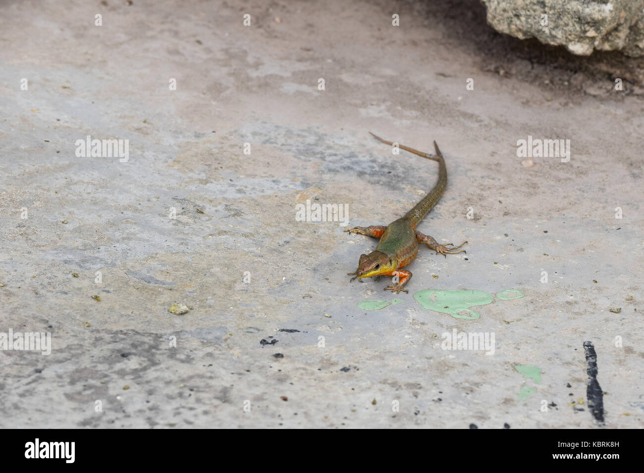 Split tail hi-res stock photography and images - Alamy