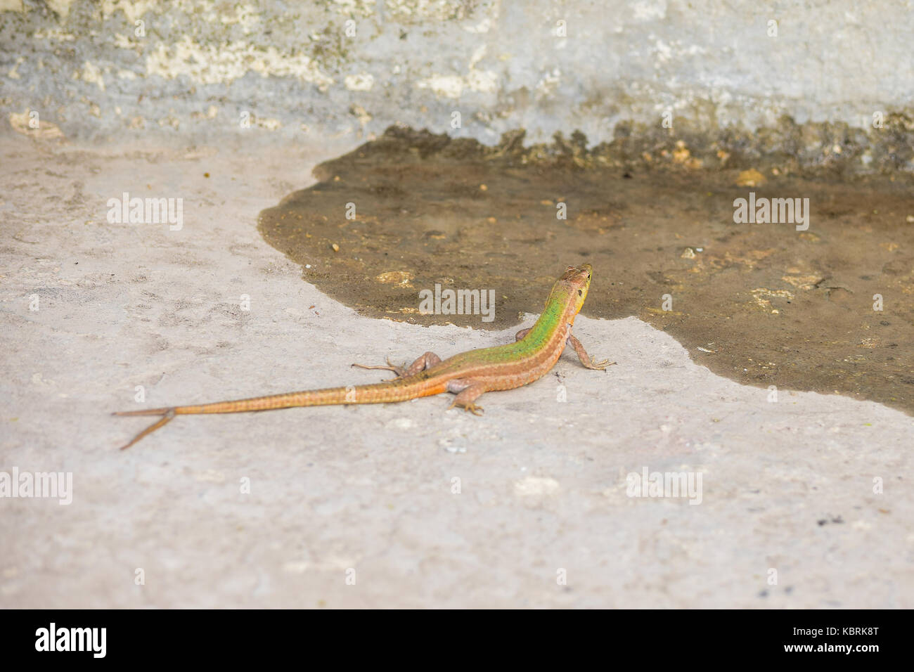 A Maltese Wall Lizard, Podarcis filfolensis, with a forked tail, or two ...