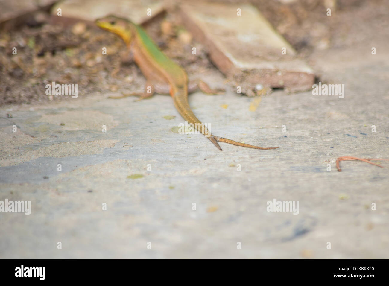 A Maltese Wall Lizard, Podarcis filfolensis, with a forked tail, or two ...