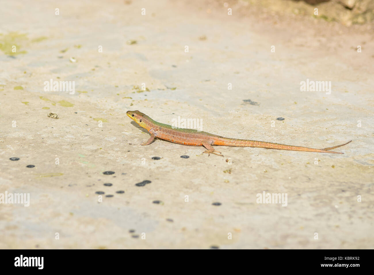 Split tail lizard hi-res stock photography and images - Alamy