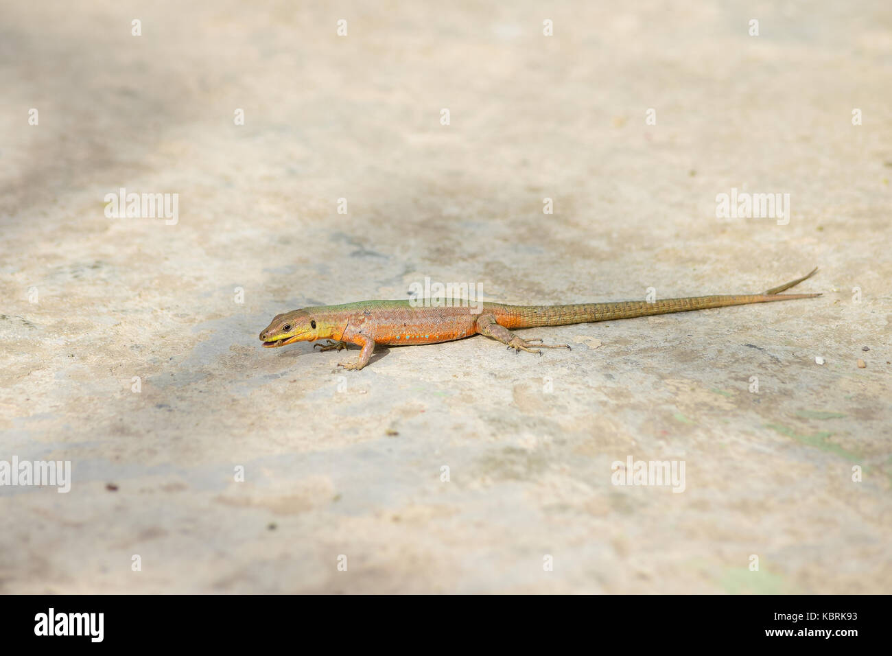 Split tail hi-res stock photography and images - Alamy