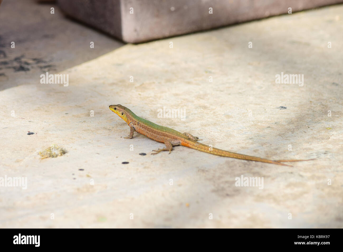 Two lizard High Resolution Stock Photography and Images - Alamy