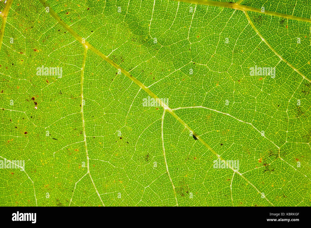 Vein structure hi-res stock photography and images - Alamy