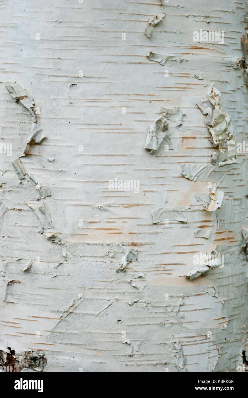 Birch bark tree trunk close up Stock Photo - Alamy