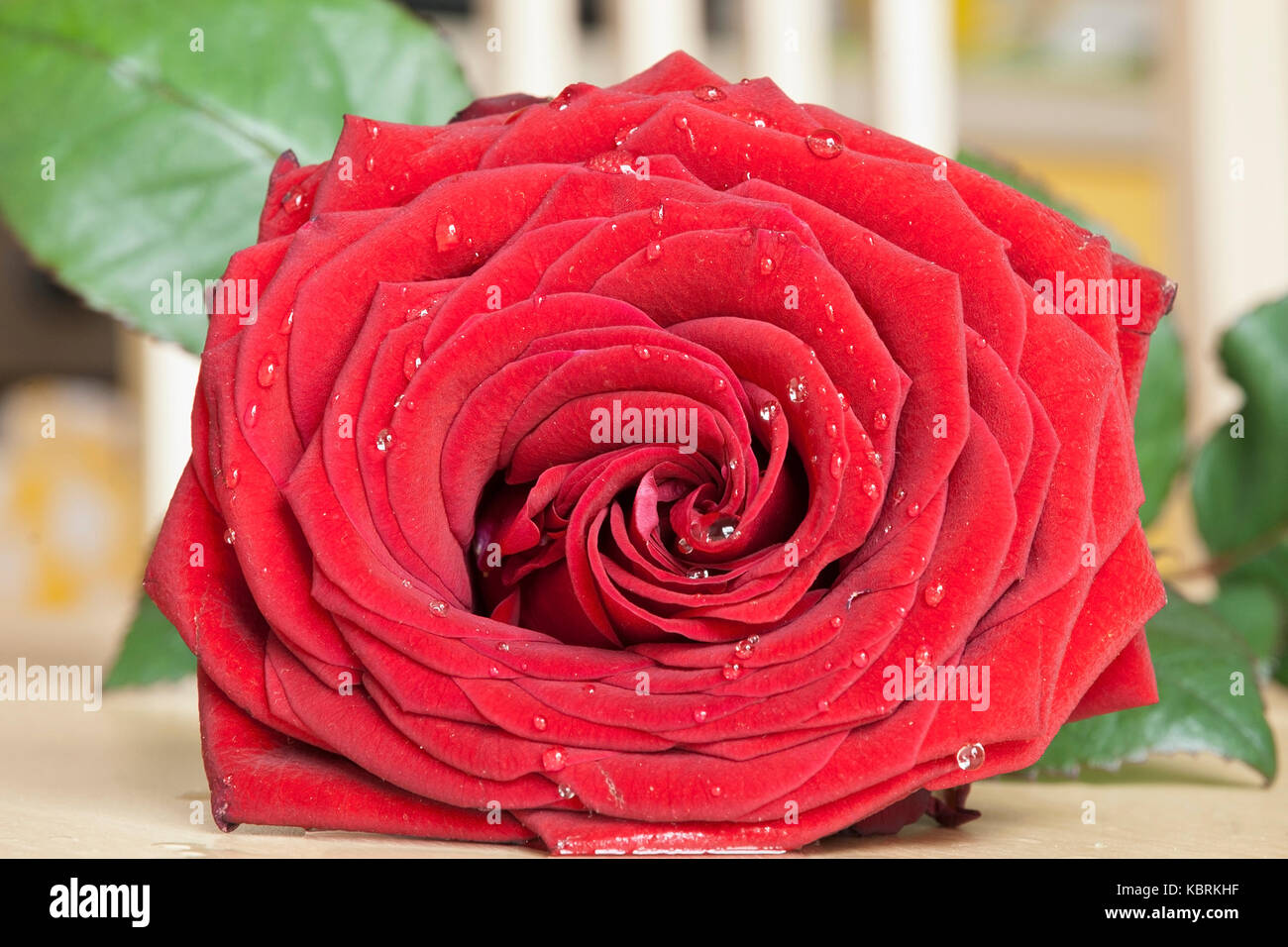 Red rose flower closeup with waterdrops Stock Photo - Alamy