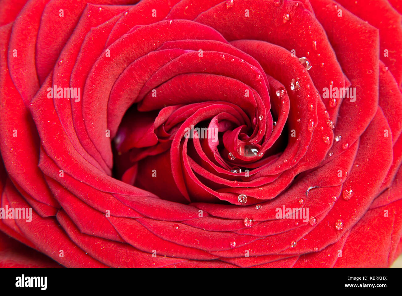 Red rose flower closeup with waterdrops Stock Photo - Alamy