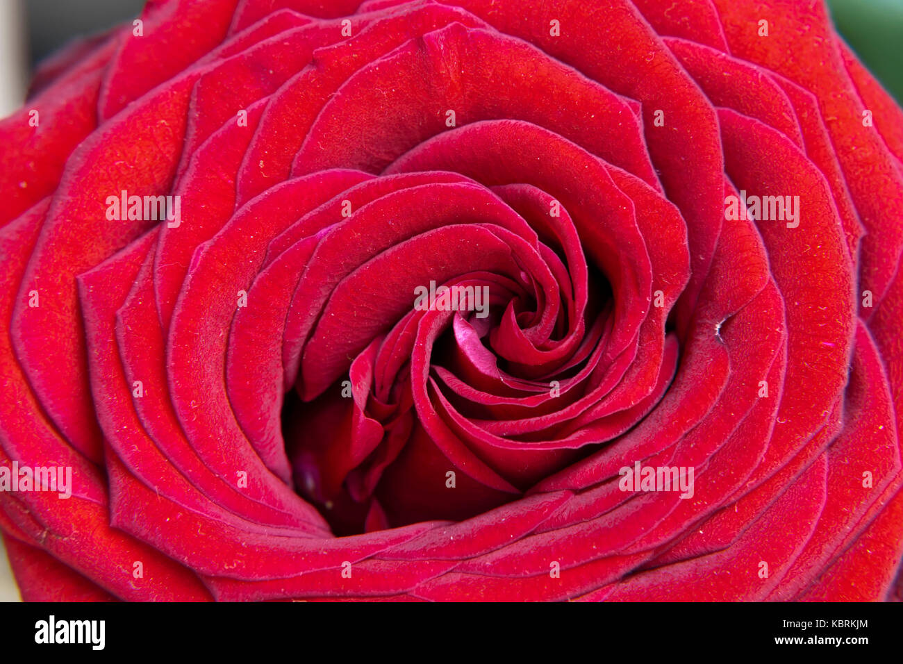 Red rose flower closeup Stock Photo - Alamy