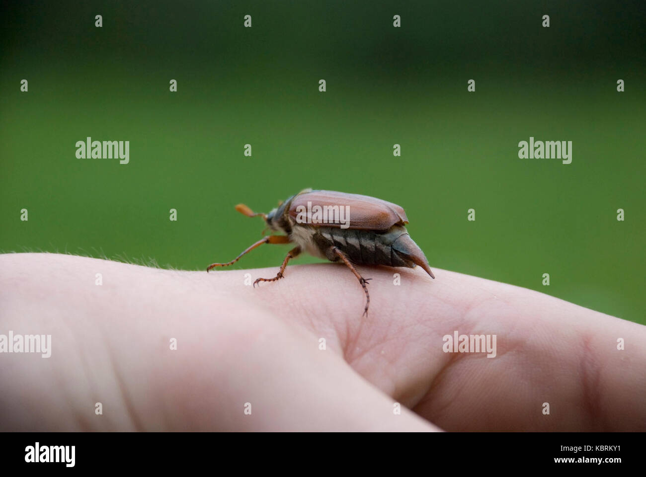 Big bug walking on human's hand Stock Photo - Alamy