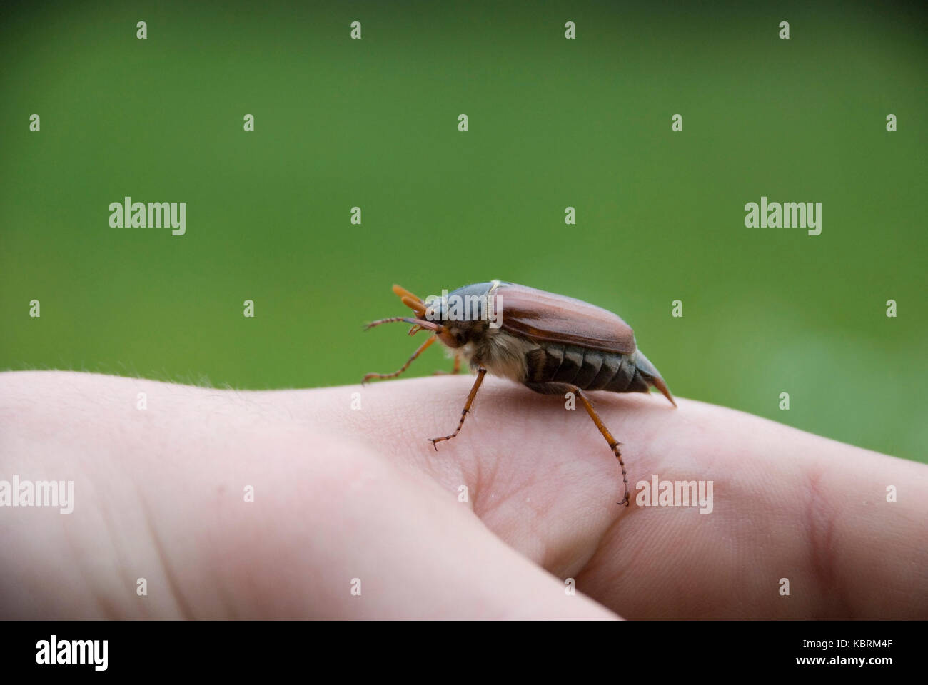 Big bug walking on human's hand Stock Photo - Alamy