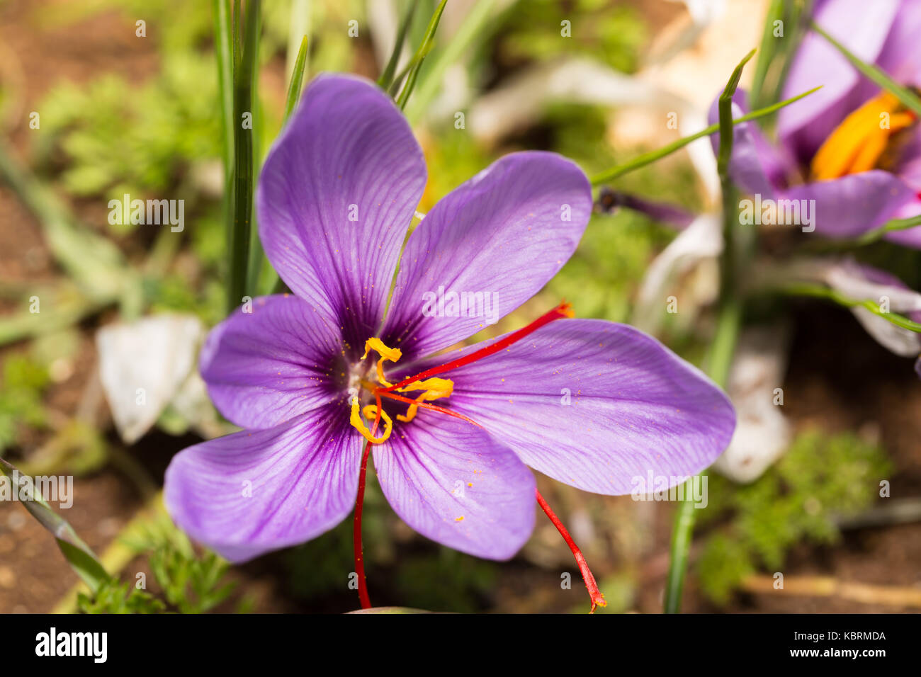 Close up of Crocus sativus flower on field Stock Photo - Alamy