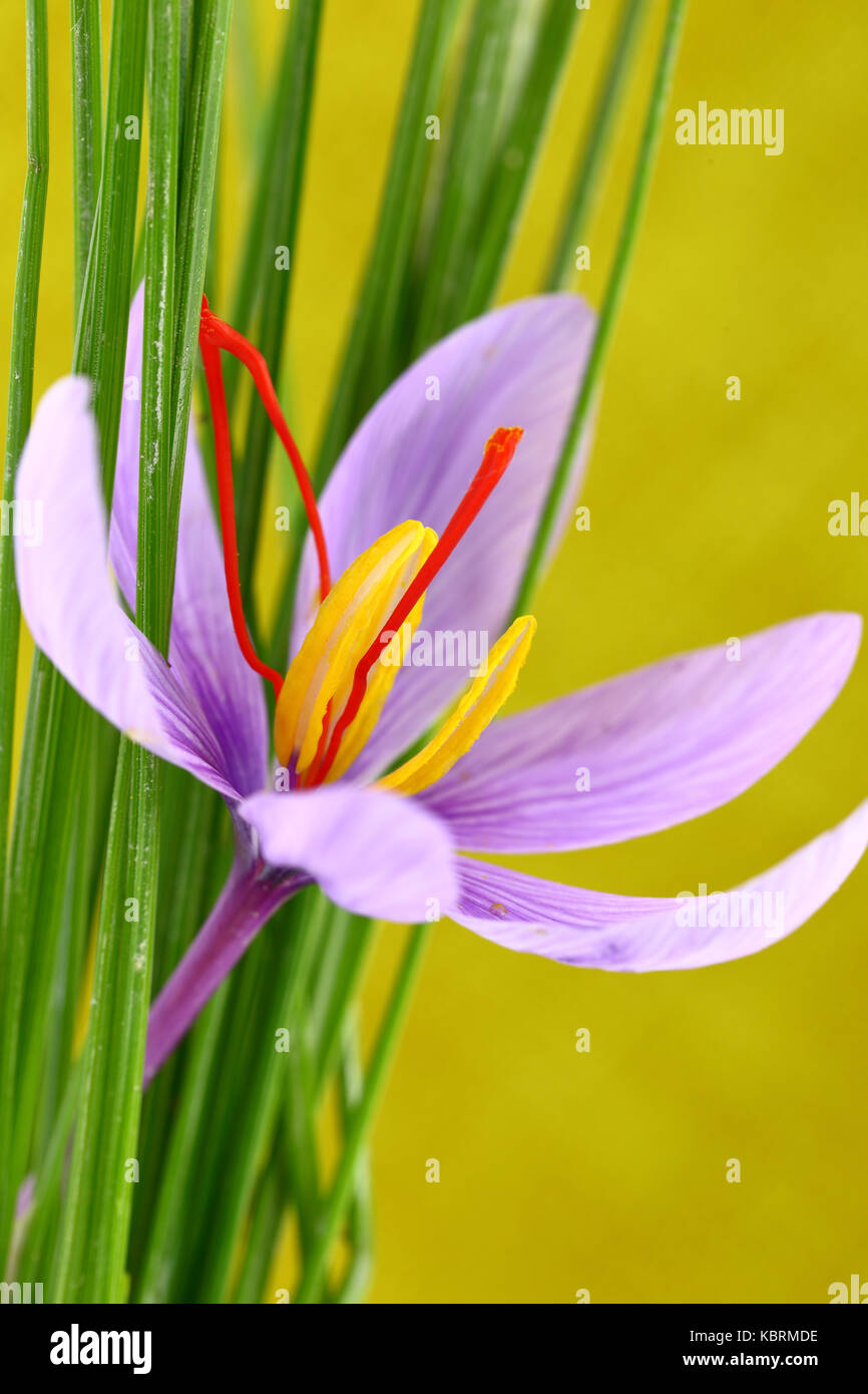 Close up of saffron flower Stock Photo - Alamy