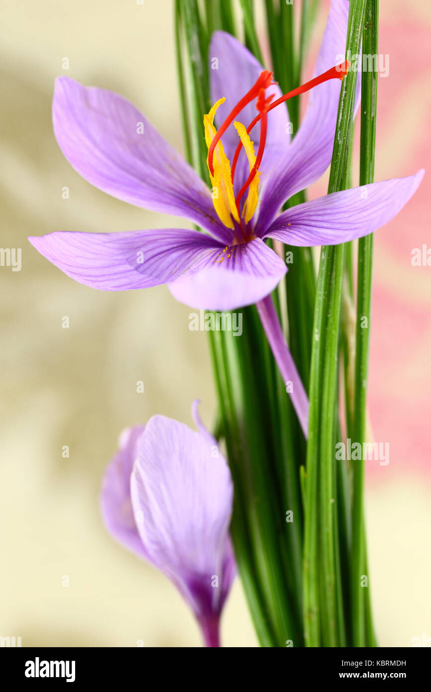 Saffron flower hi-res stock photography and images - Alamy