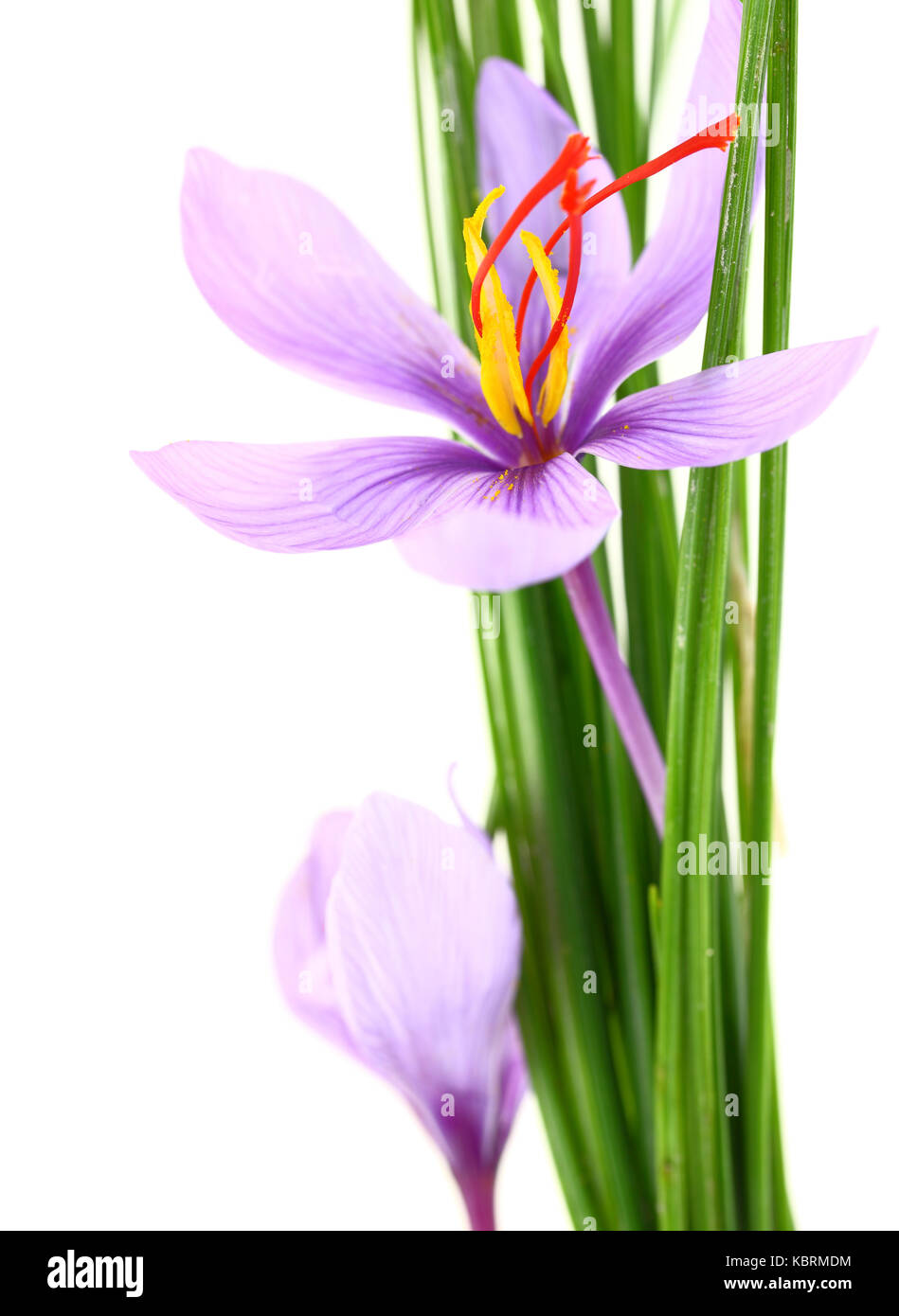 Close up of saffron flowers Stock Photo - Alamy