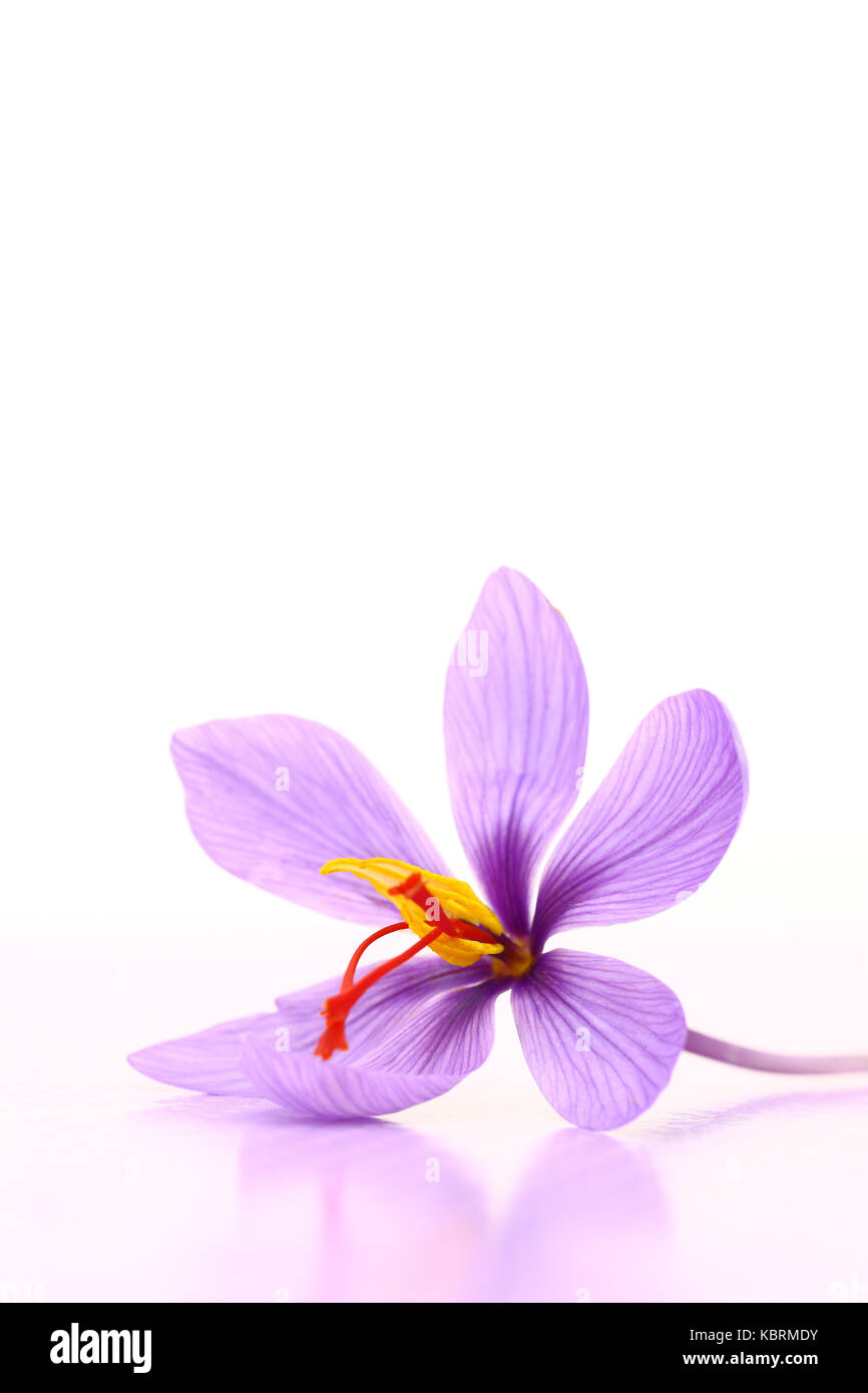 Close up of saffron flower Stock Photo - Alamy