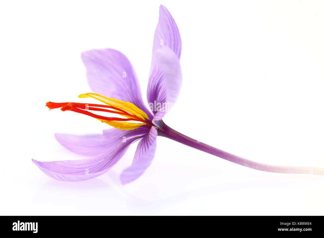 Close up of saffron flower isolated on white background Stock Photo - Alamy