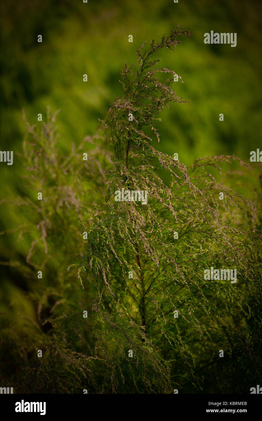Vascular sprout hi-res stock photography and images - Alamy