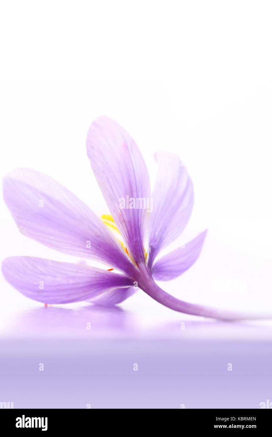 Krokos saffron hi-res stock photography and images - Alamy