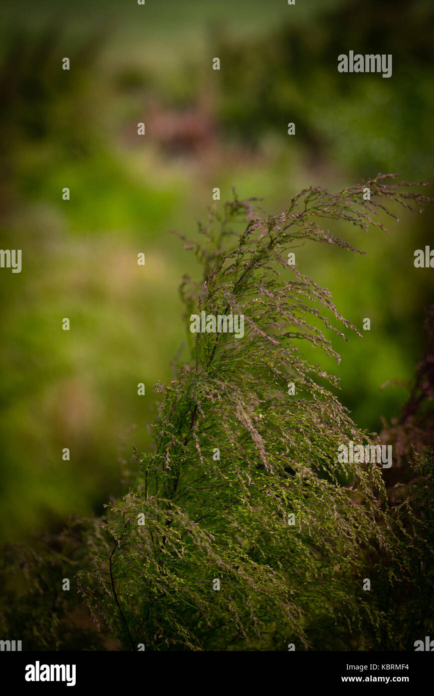 Vascular sprout hi-res stock photography and images - Alamy