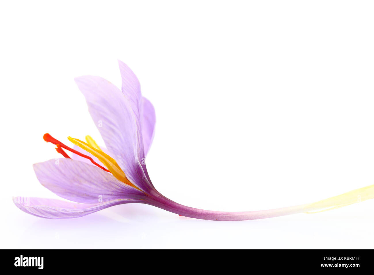 Close up of saffron flower isolated on white background Stock Photo - Alamy