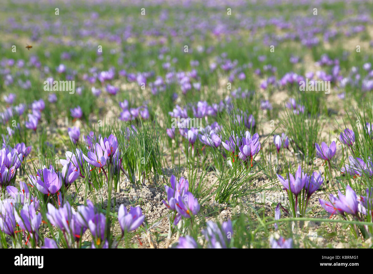 Saffron flowers in a field Stock Photo - Alamy