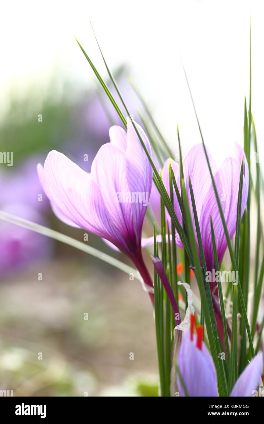 Close up of saffron flowers in a field Stock Photo - Alamy