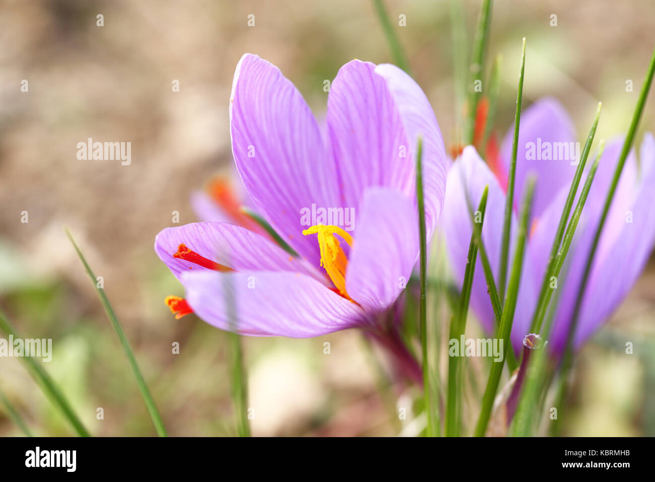Close up of saffron flowers in a field Stock Photo - Alamy