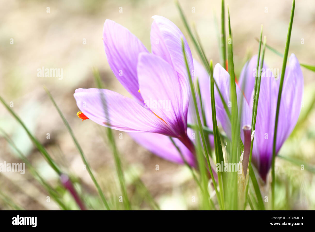 Close up of saffron flowers in a field Stock Photo - Alamy